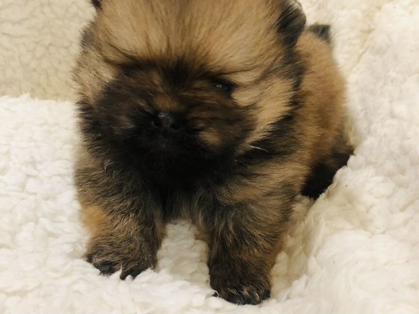 Маленькая собака шпиц