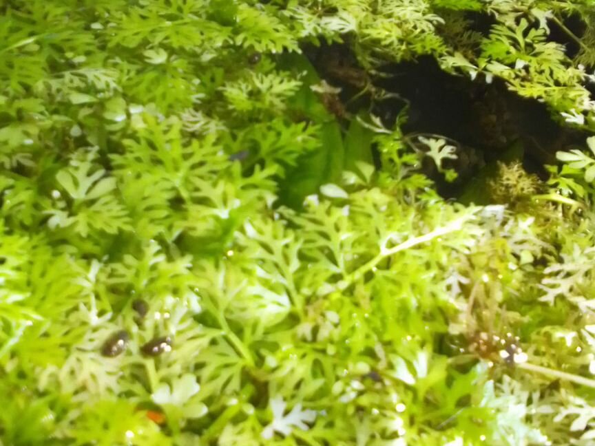 Водоросли бесплатно