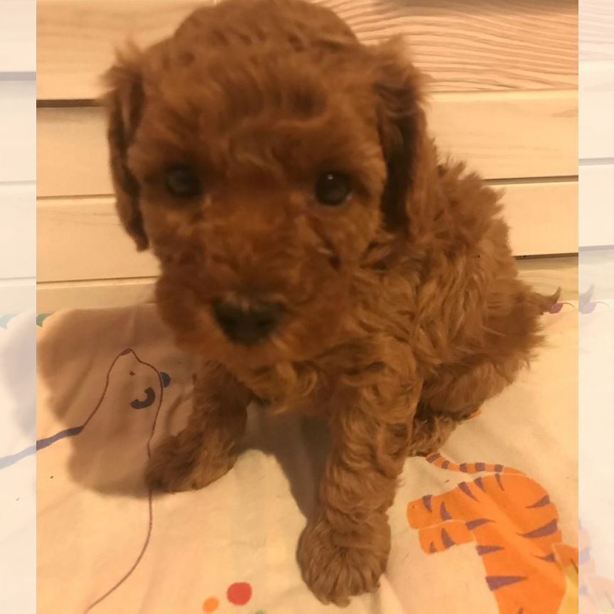 Той-пудель, щенок