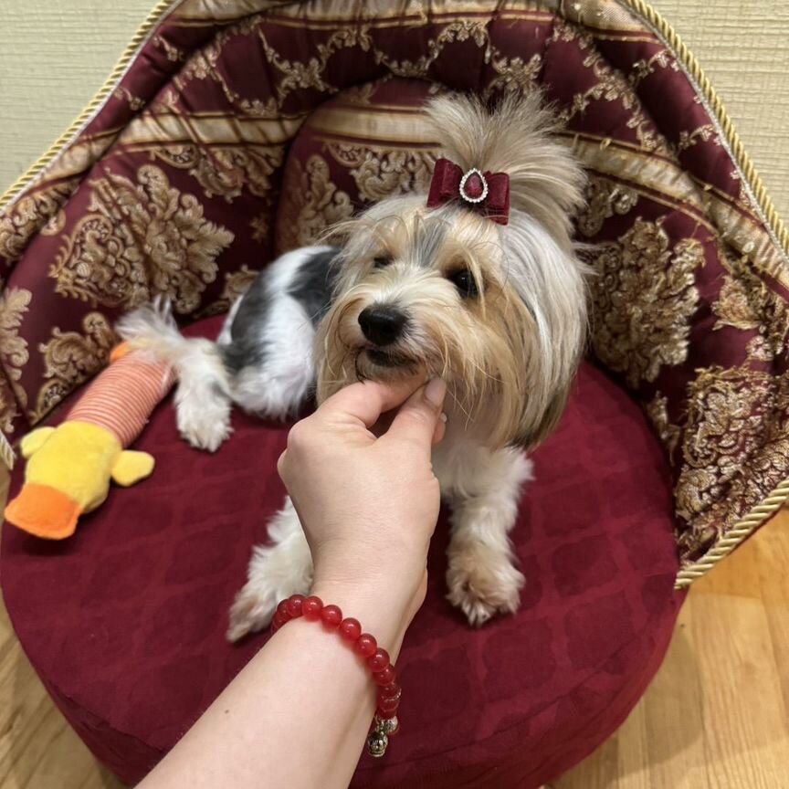Девочка бивер