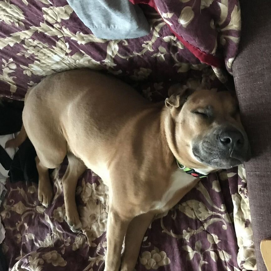 Отдам собаку в добрые руки