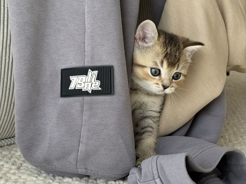 Котенок Британская Шиншилла золотой