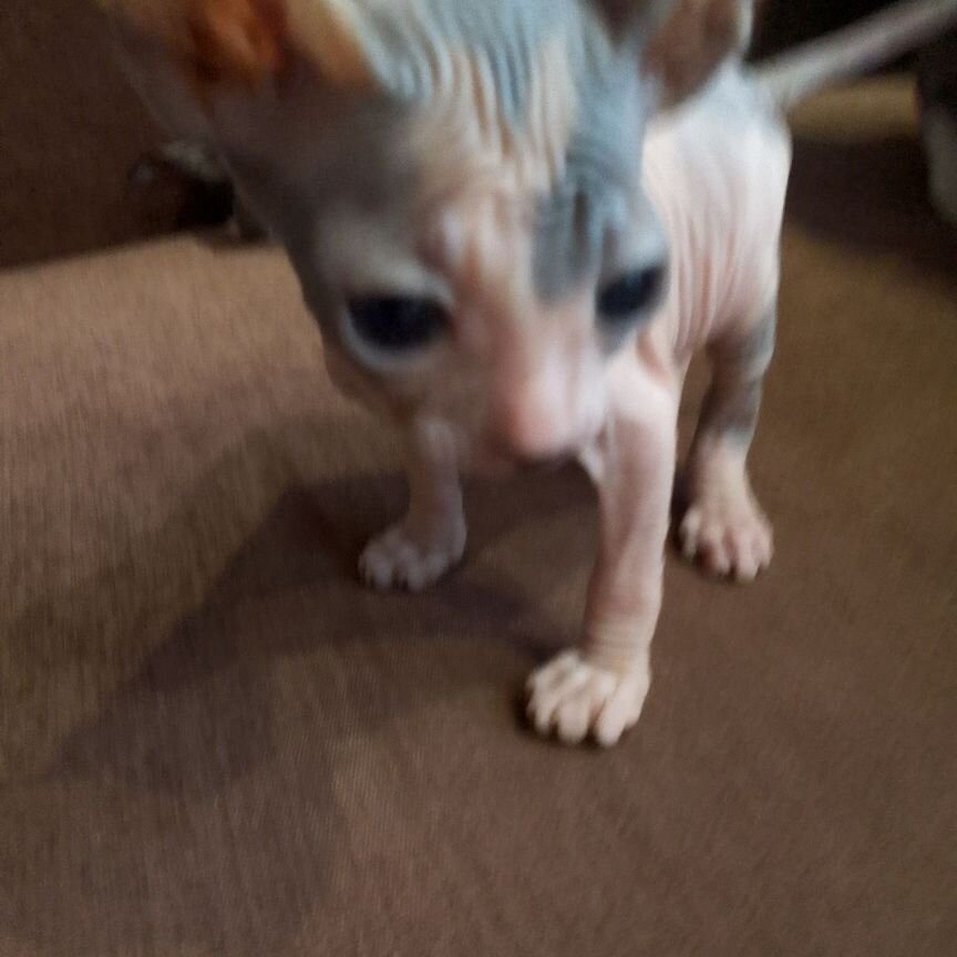 Канадский сфинкс котята