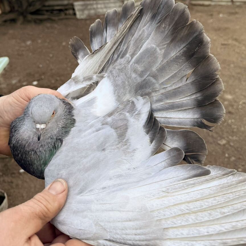 Николаевские голуби