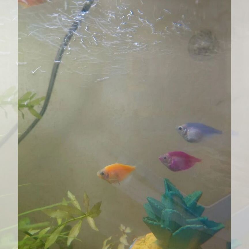 6 рыбок карамелек