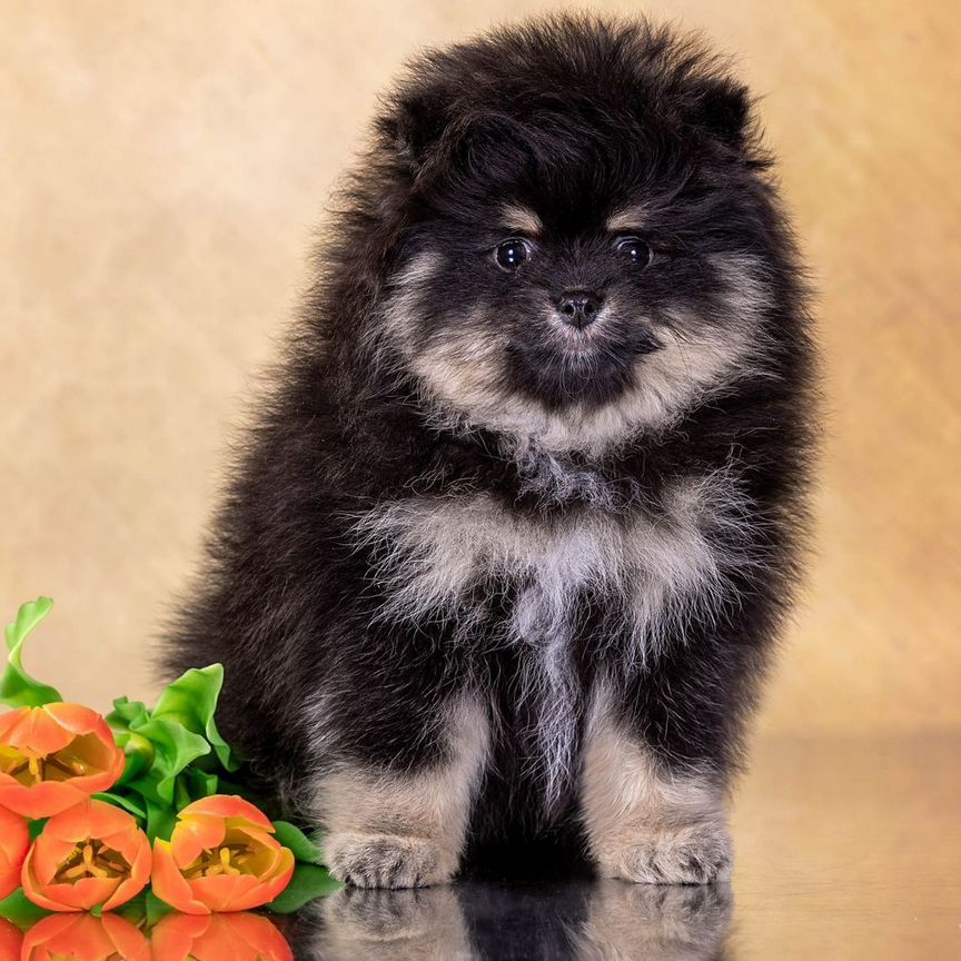 Померанский шпиц, щенок