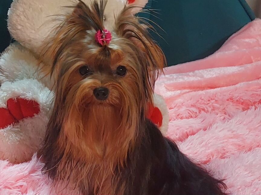 Мини девочка РКФ