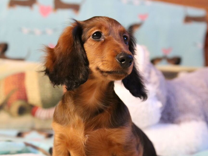 Такса кроличья длинношерстная - девочка