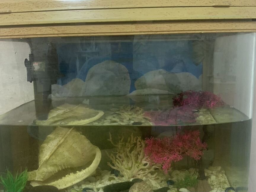 Аквариум джебо