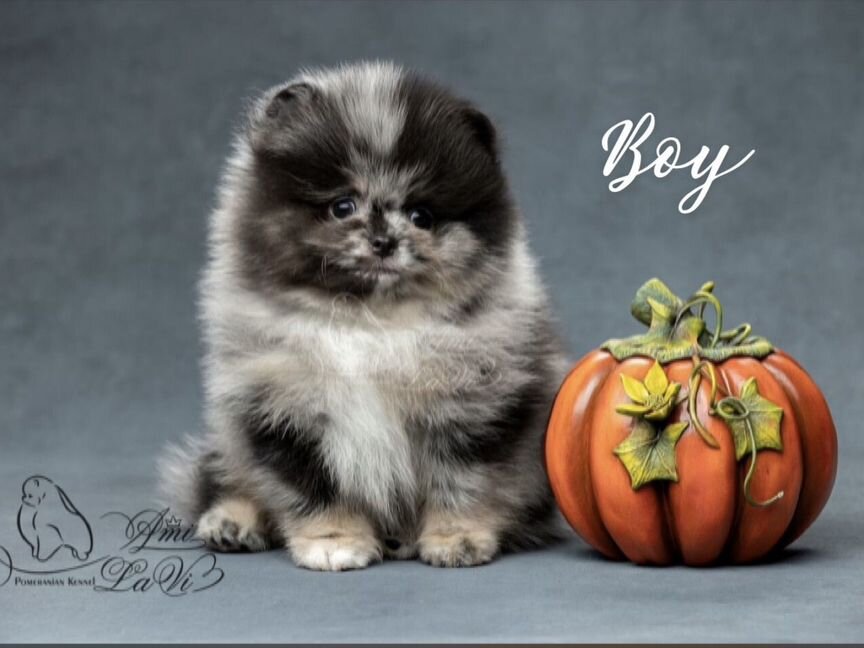 Померанский шпиц мерле мальчик