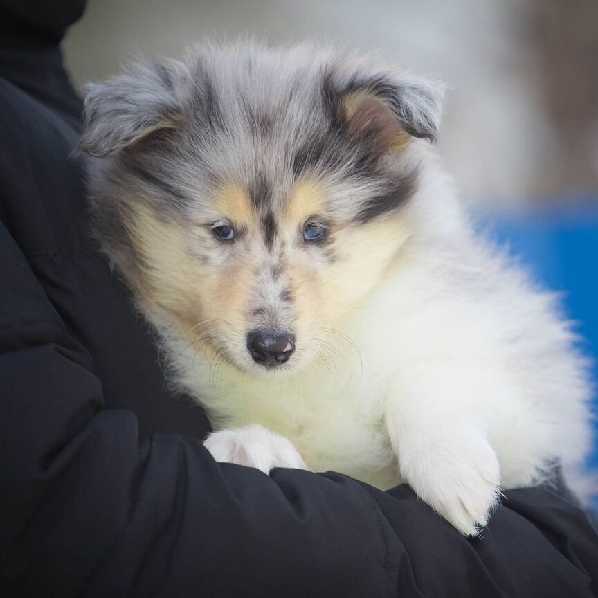 Щенки колли длинношерстный