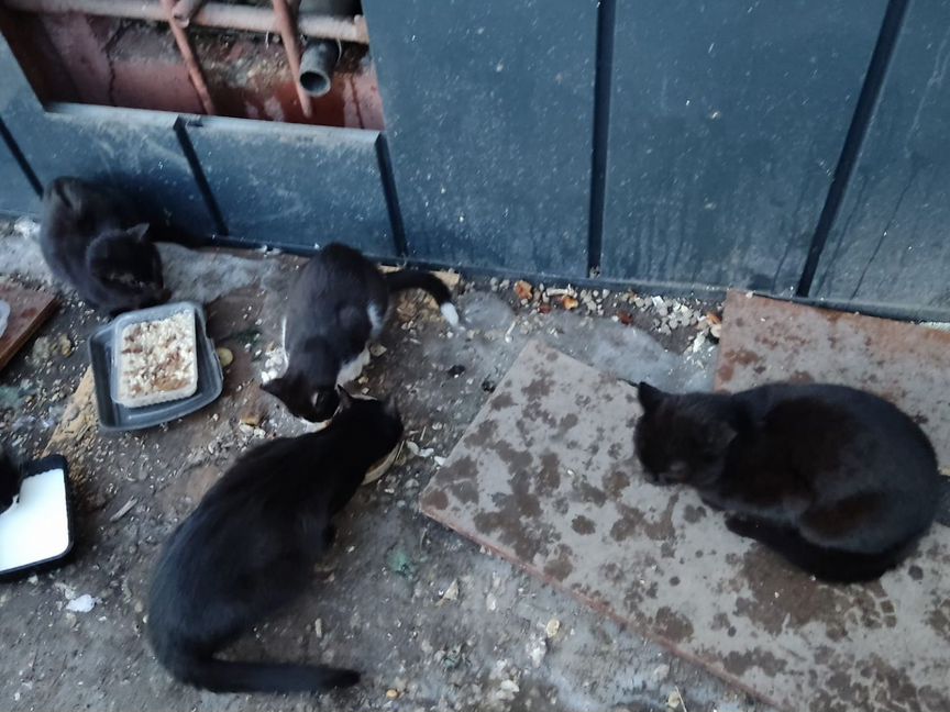 Кошкам грозят скорую смерть