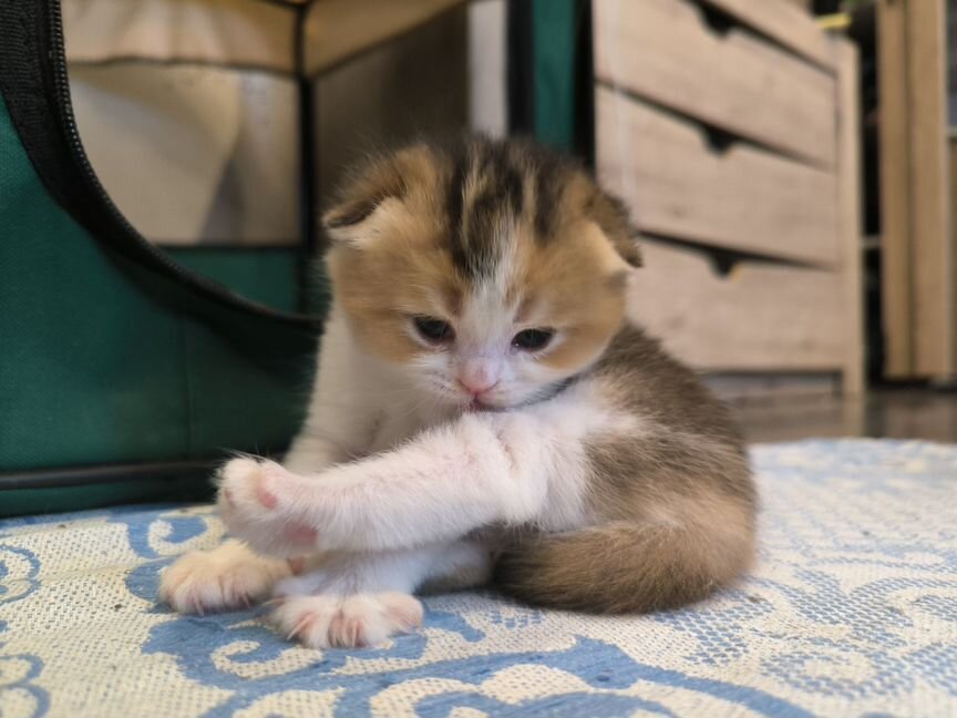 Шотландские золотые шиншиллы котята
