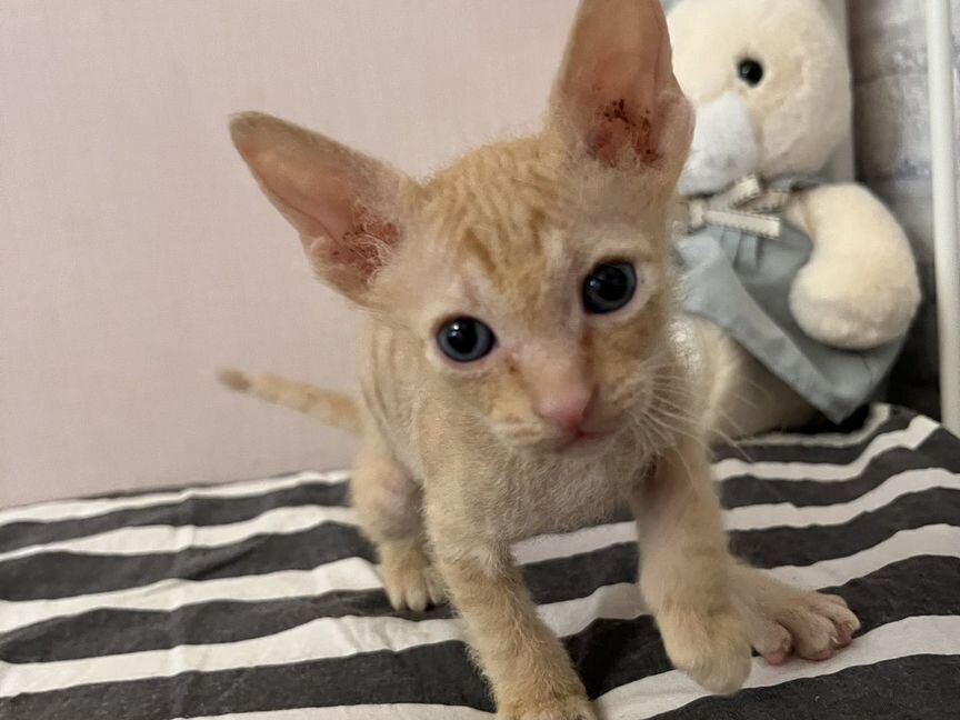 Котенок сфинкс