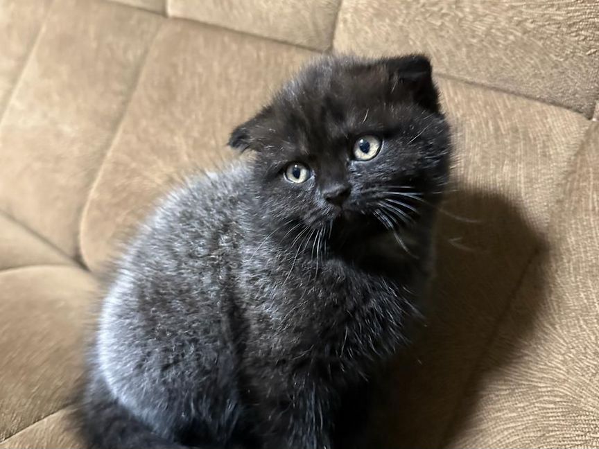 Шотландские котята девочки