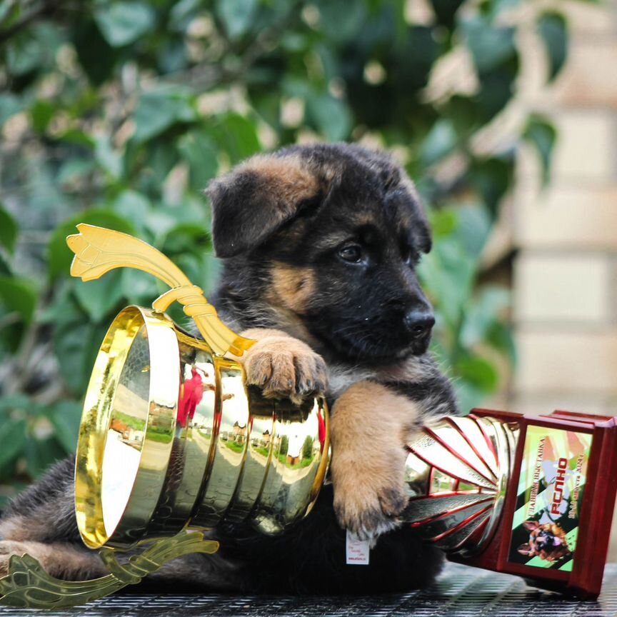 Шикарный щенок из племенного питомника