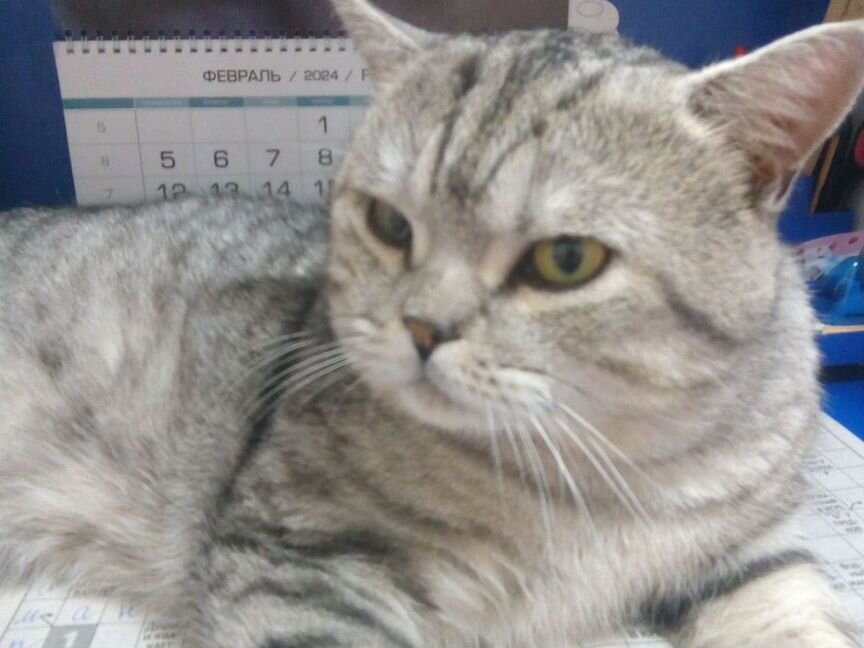 Кот в добрые руки