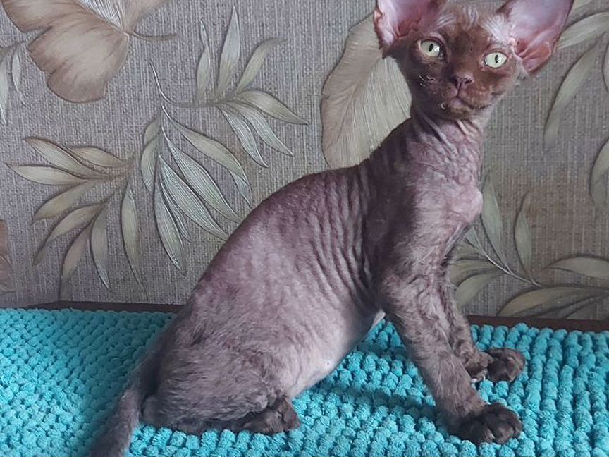 Котята девон рекс