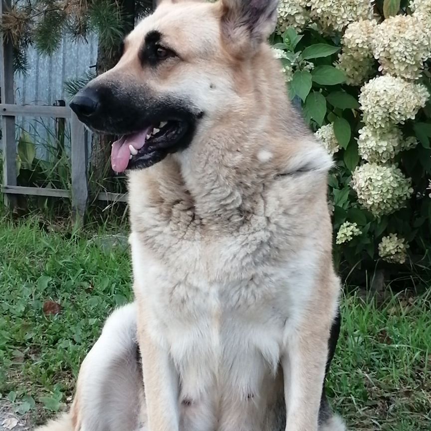 Восточно европейская овчарка щенки