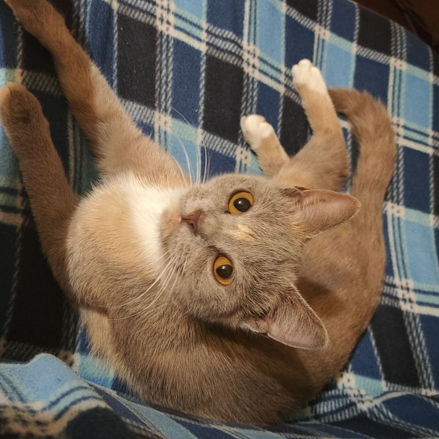 Взрослая, Девочка кошка в добрые руки