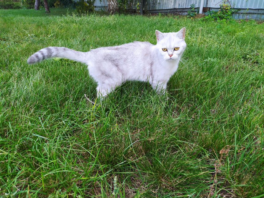 Кошечка