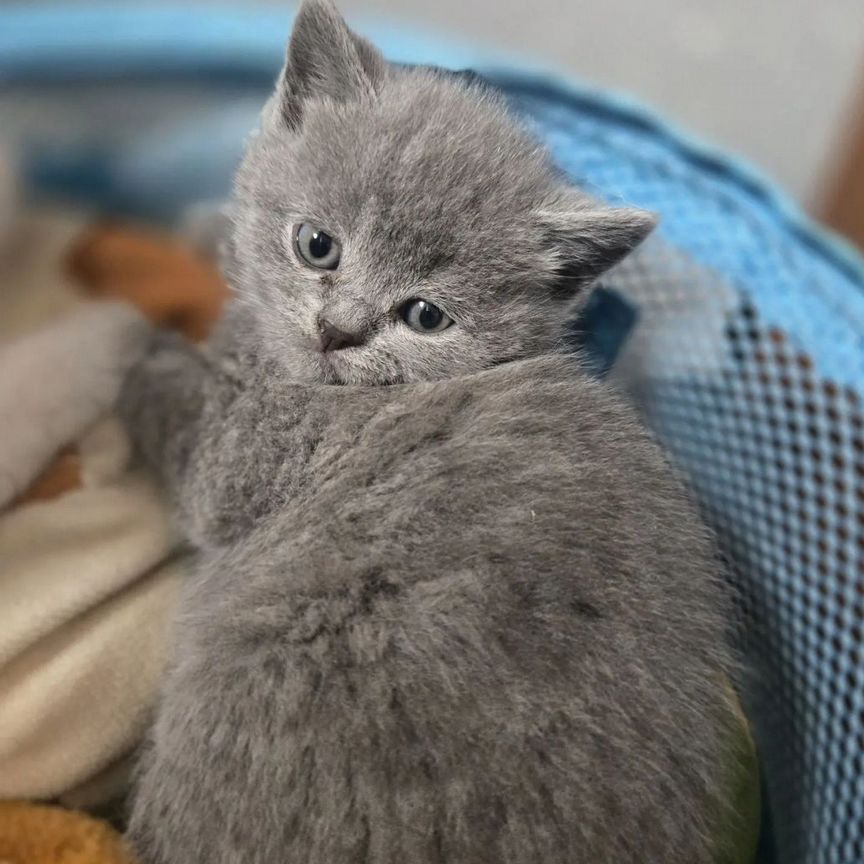 Шотландский прямоухий короткошёрстный котёнок