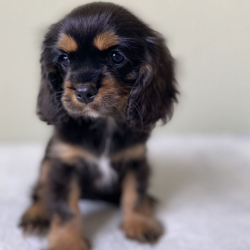 Кавалер кинг-чарльз-спаниель, щенок