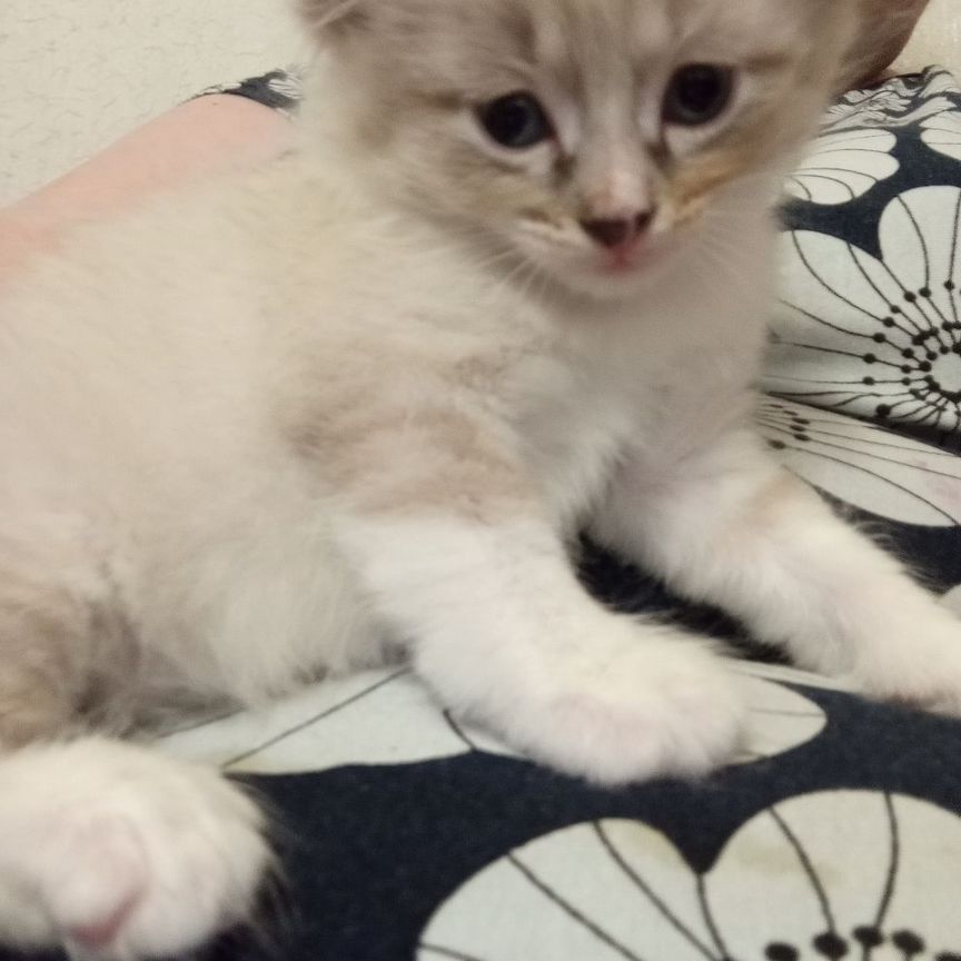 Котенок