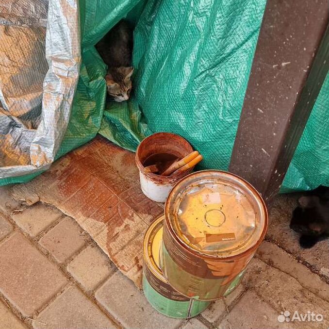 Отдаются смешные,весёлые малыши