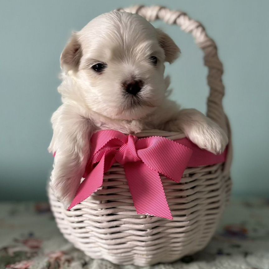 Мальтийская болонка, щенок