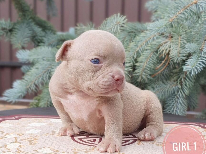 Американский булли покет и микро