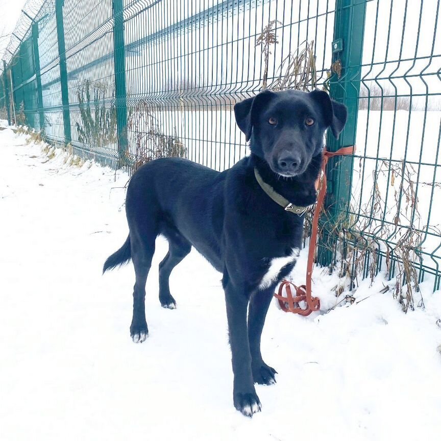 Помесь лабрадора