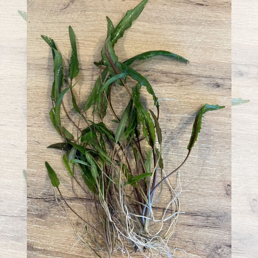 Аквариумное растение криптокарина