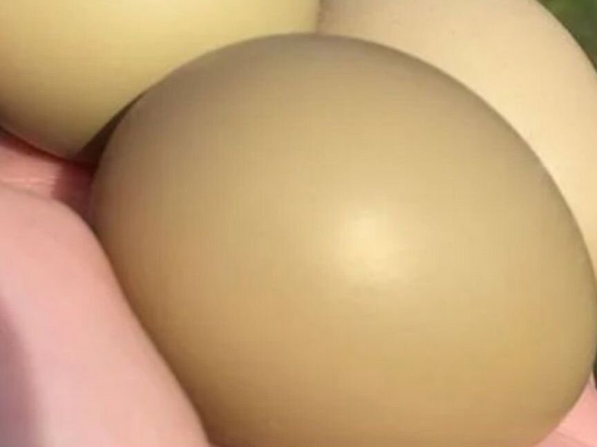 Яйцо фазанов разных