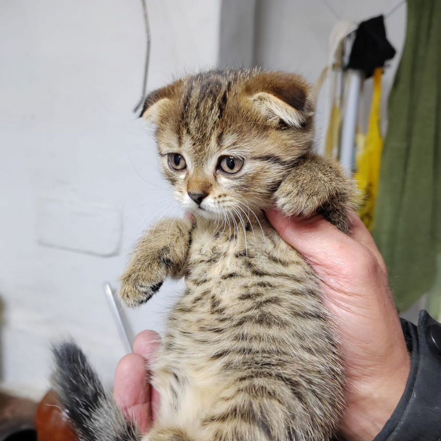 Шотландская вислоухая кошка