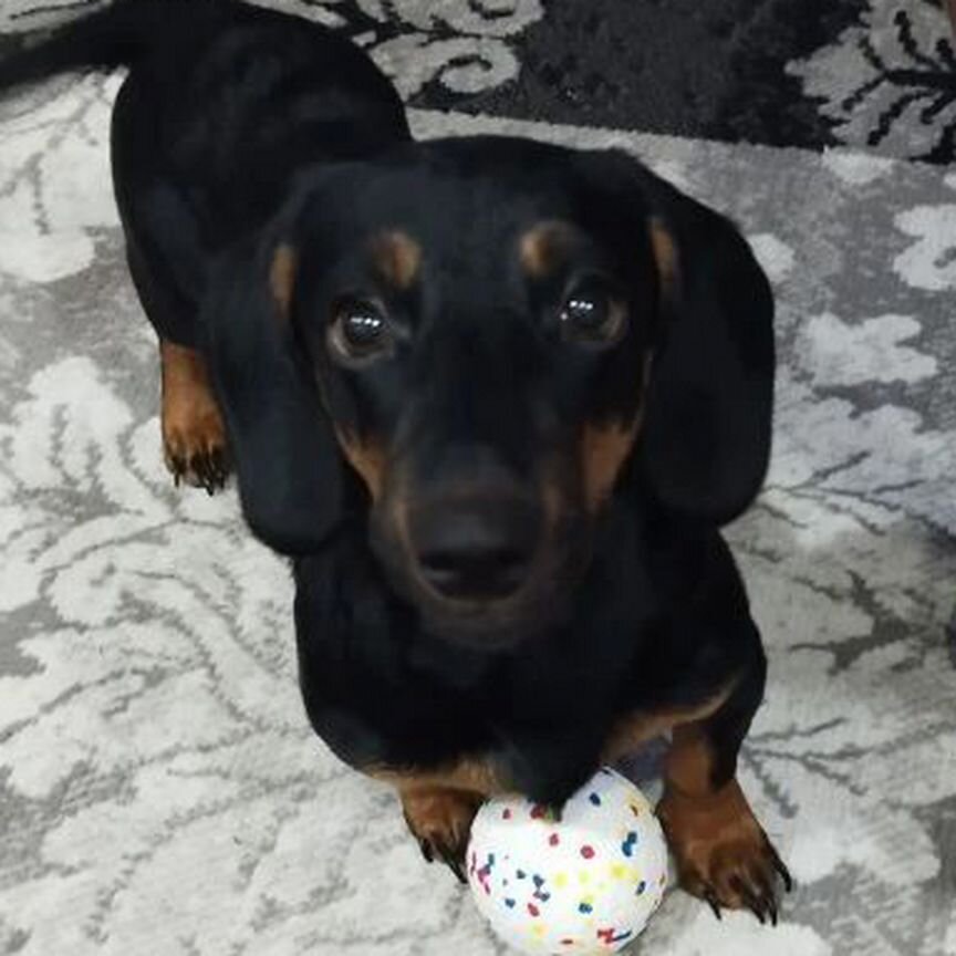 Такса, щенок