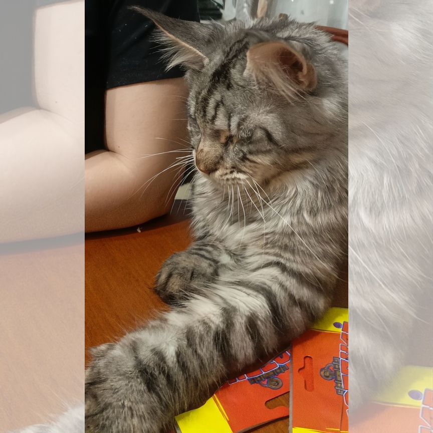 Мейн-кун, кот вязка