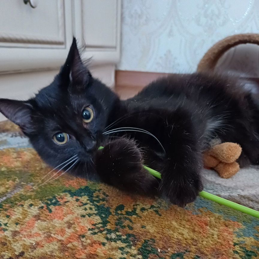 Котёнок от частного владельца