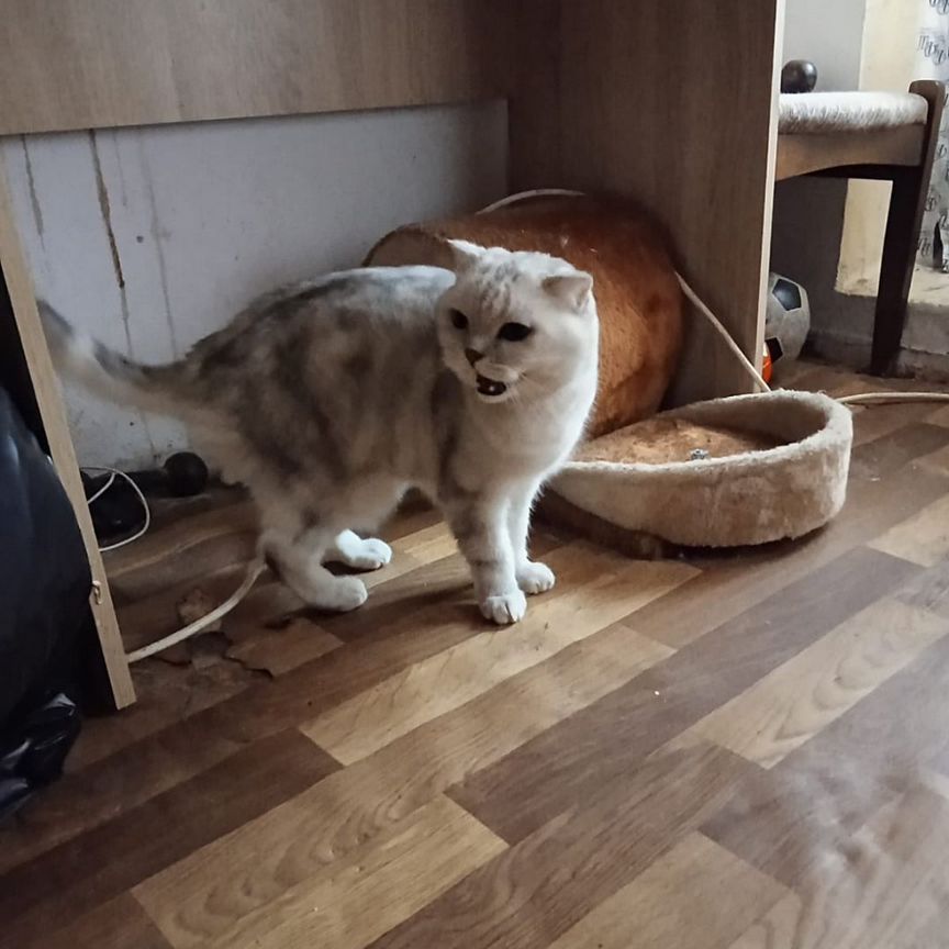 Котики в добрые руки