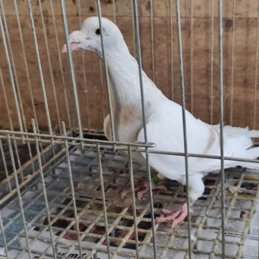 Голуби почтовые