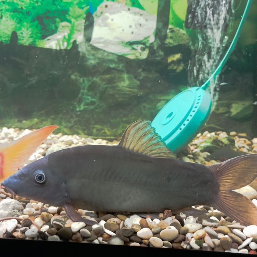 Боция Модеста