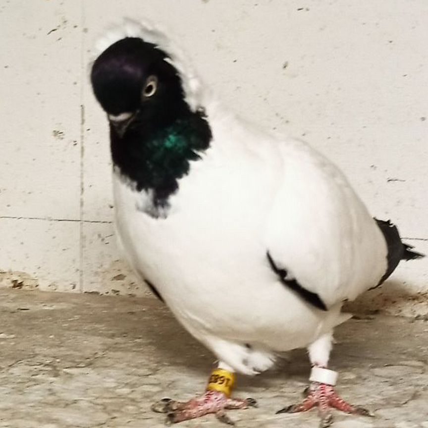 Продажа голубей