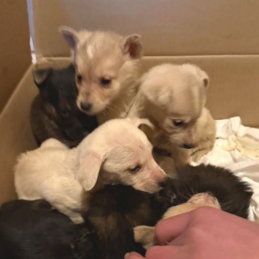 Щенок в добрые руки