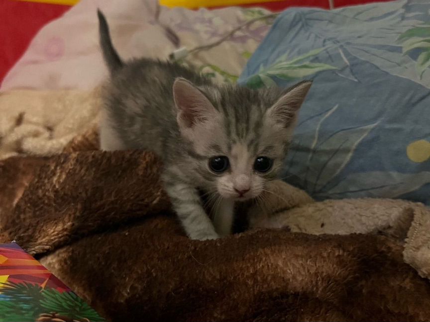 Котята,папа британец