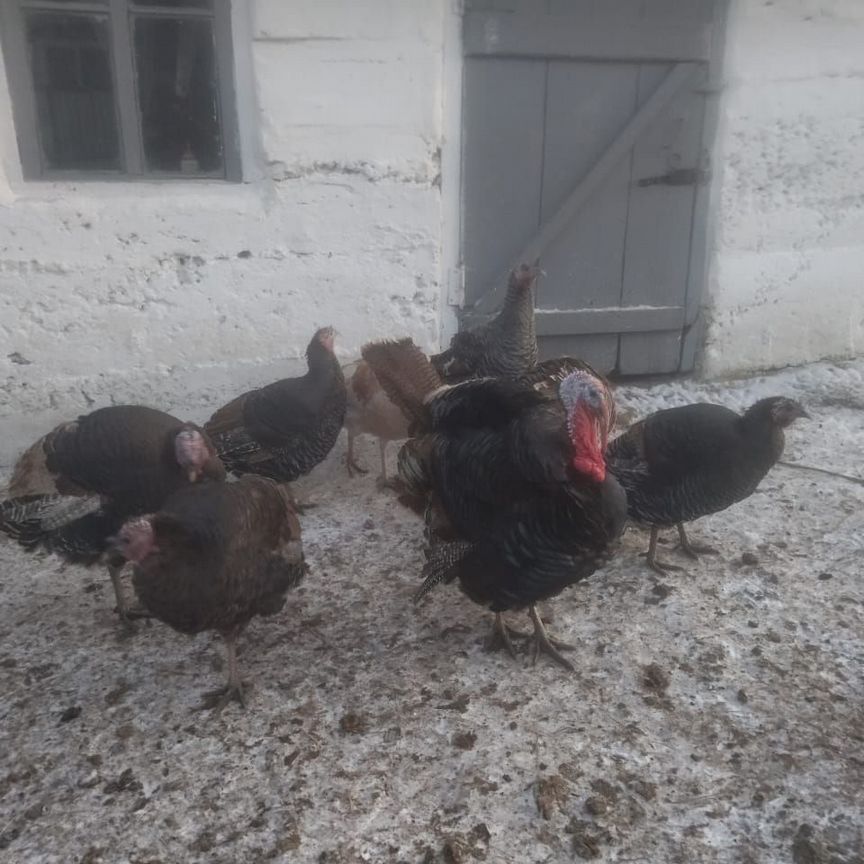 Индюки домашние