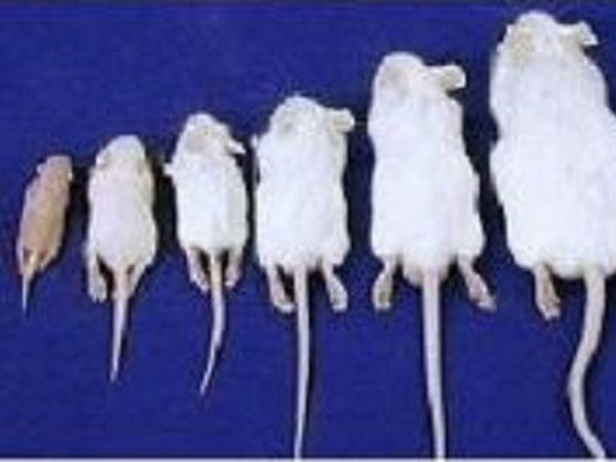 Кормовые мыши