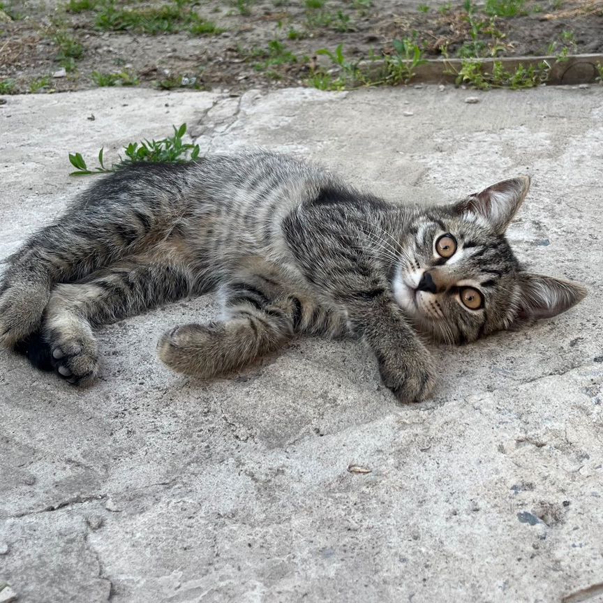 Котёнок в добрые руки