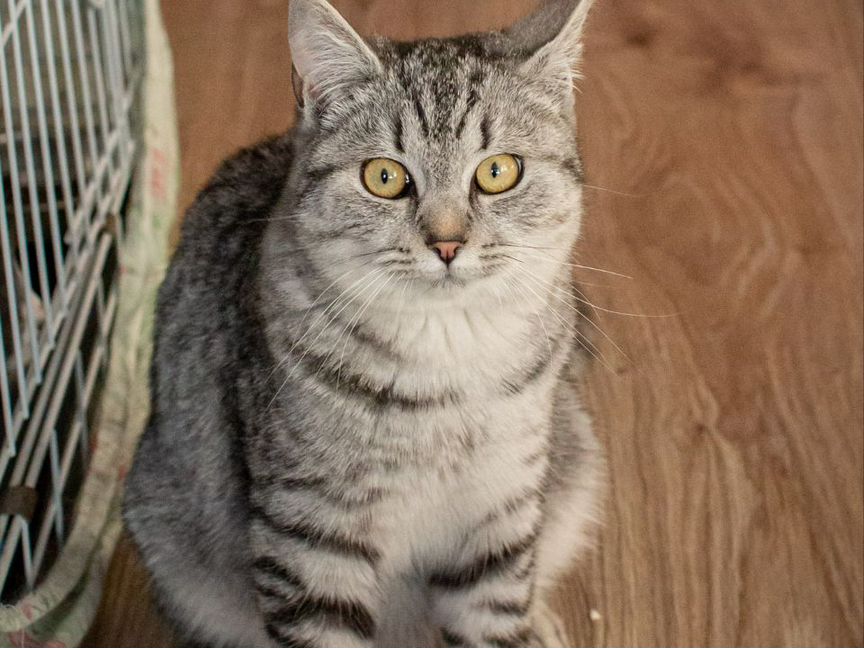 Кошка молоденькая
