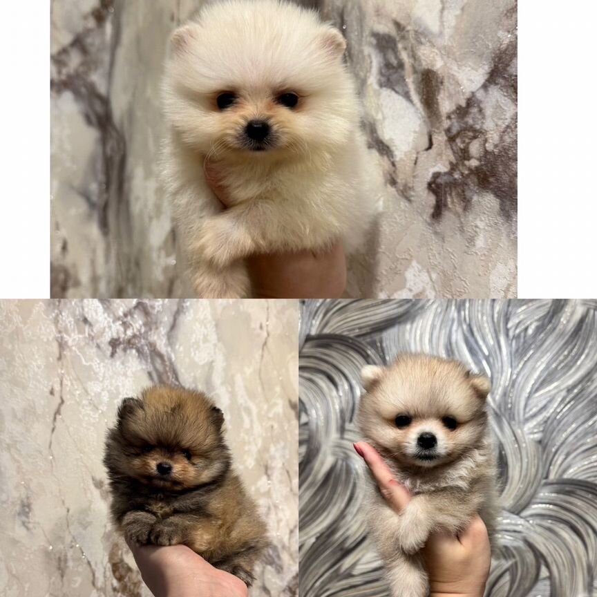 Шпиц мальчики