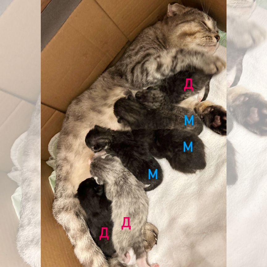 Котята полушотландцы